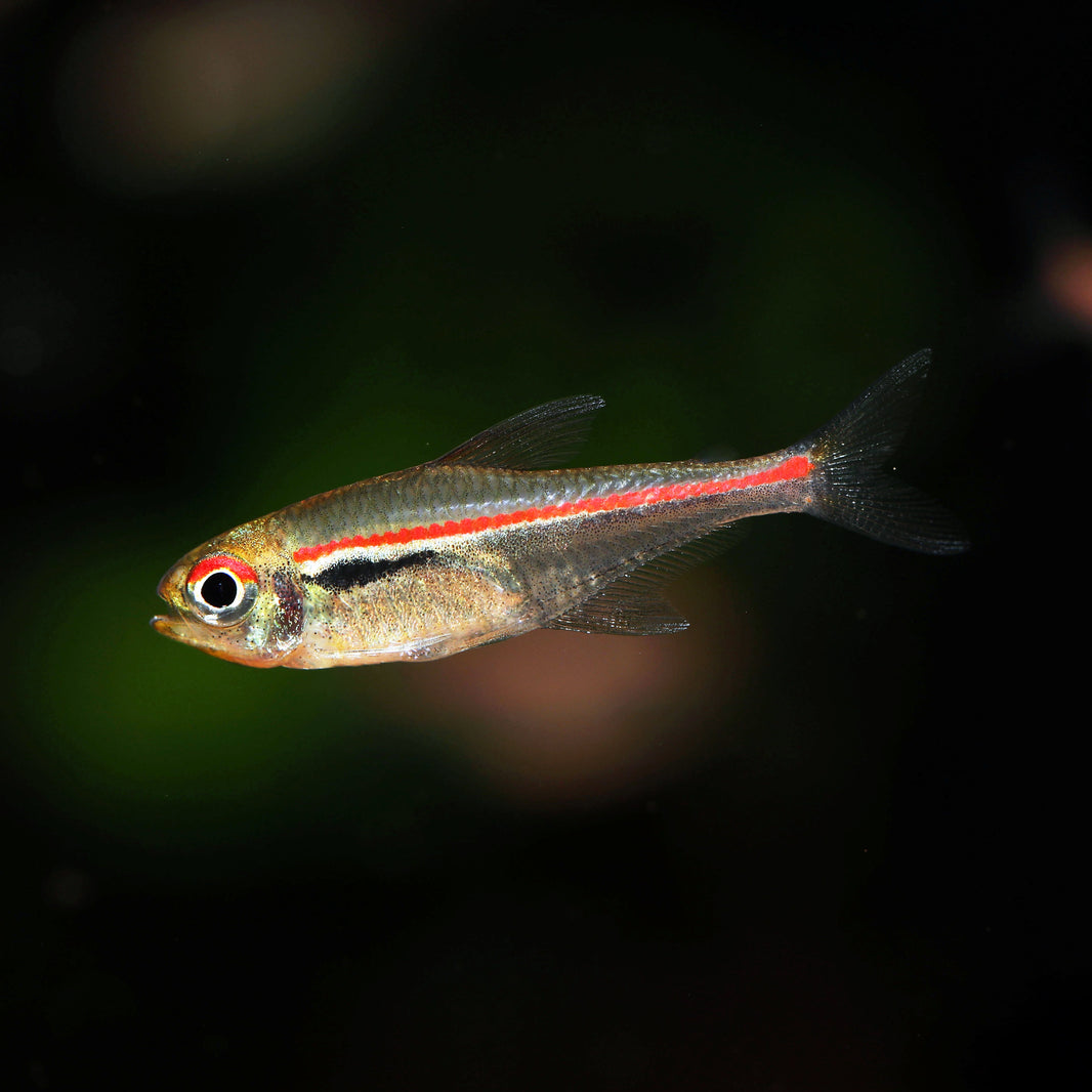 Tetras