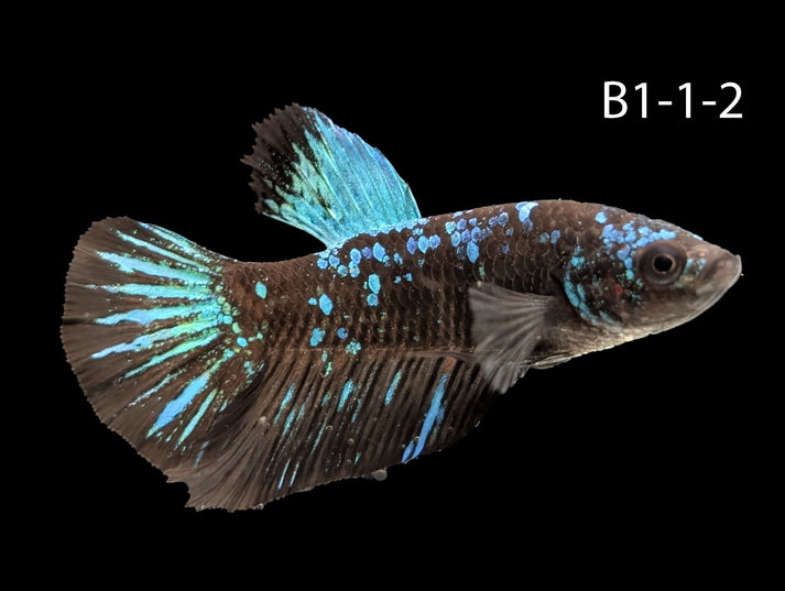 Avatar Nebula Halfmoon Plakat | Nano FIsh | Shrimpy Business