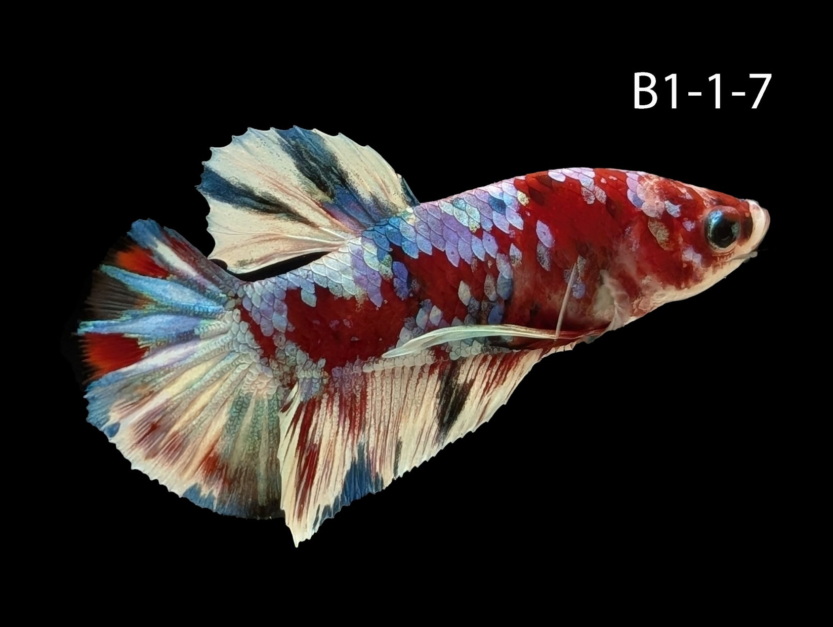 Lion Galaxy Halfmoon Plakat Betta | Nano Fish | Shrimpy Business
