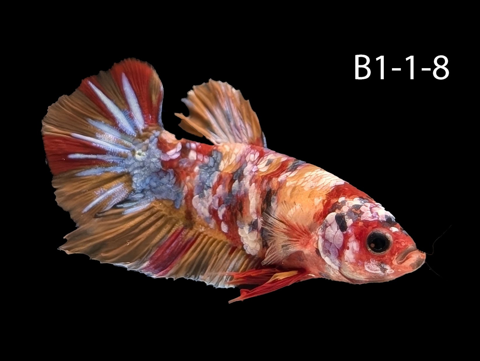 Lion Galaxy Halfmoon Plakat Betta | Nano Fish | Shrimpy Business