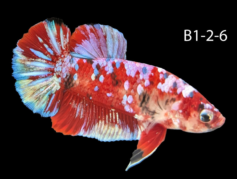 Lion Galaxy Halfmoon Plakat Betta | Nano Fish | Shrimpy Business