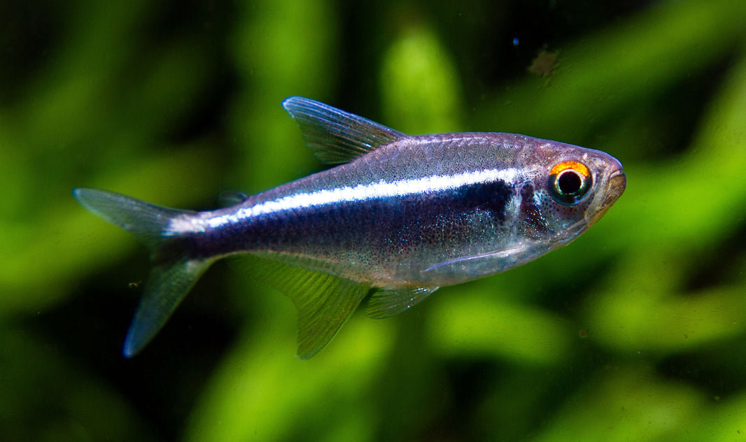 Tetras for Sale | Colorful, Tank-Bred & Community-Friendly Fish