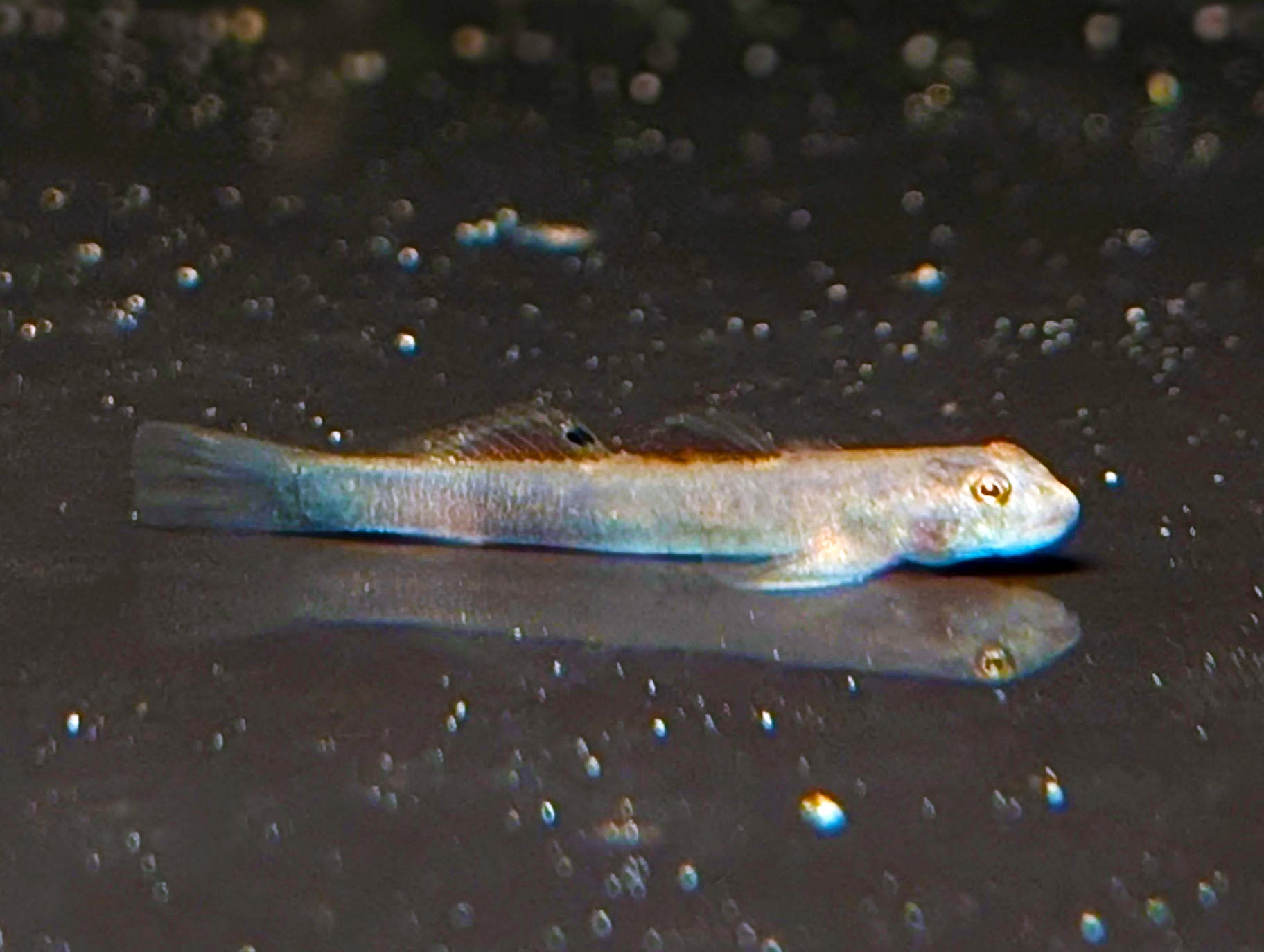 Red Belted Goby | Nano Fish | Shrimpy Business
