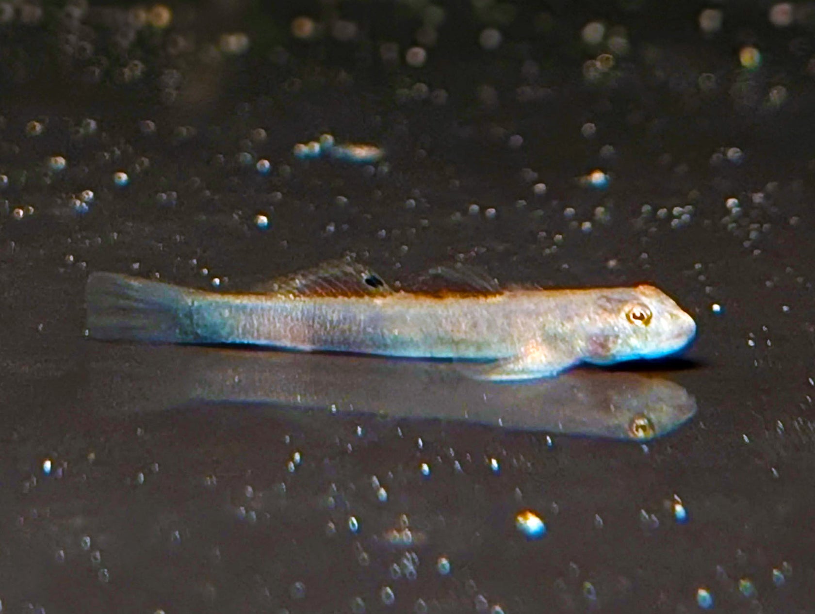 Blue Belly Goby | Nano Fish | Shrimpy Business