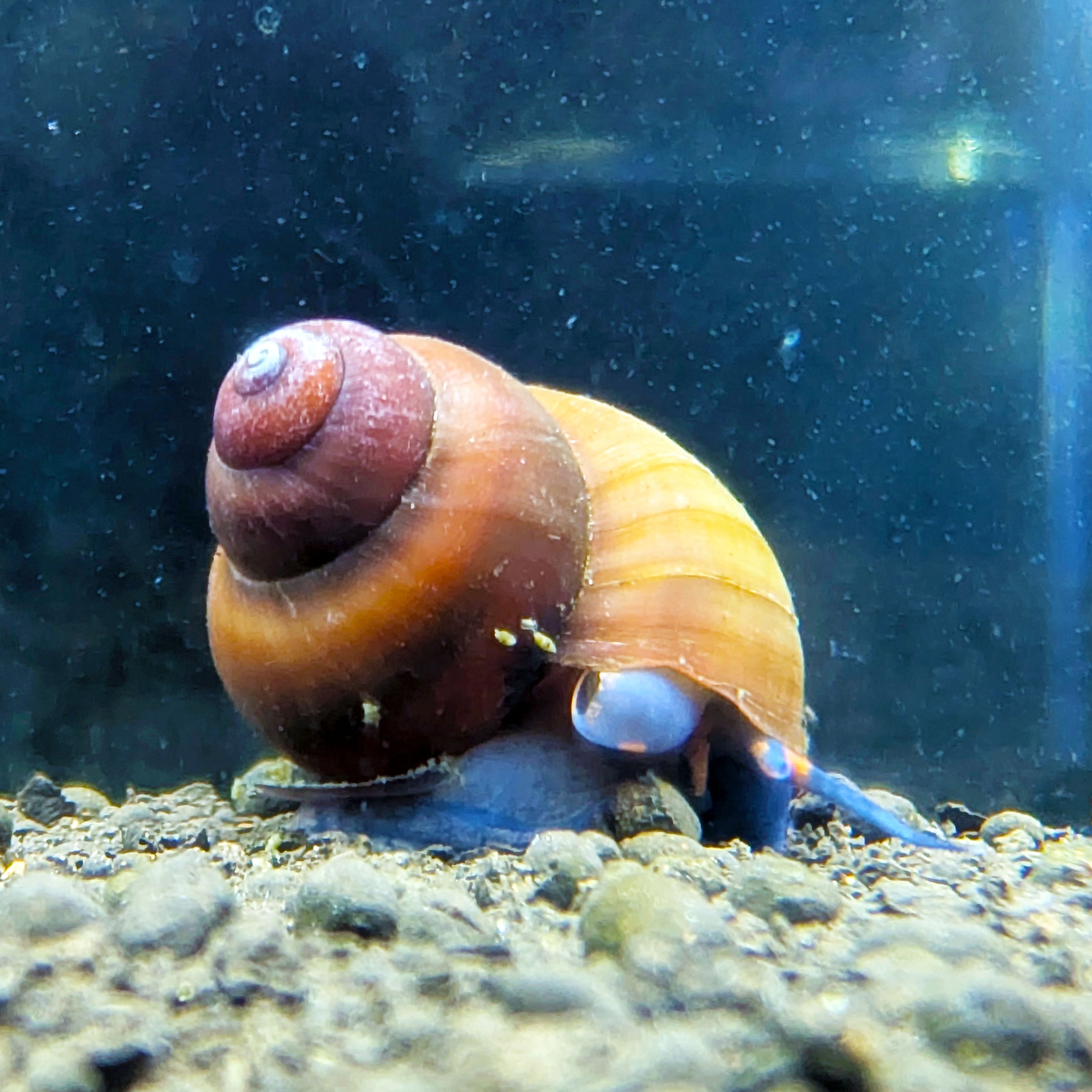 Blueberry Snail | Freshwater Snails | Shrimpy Business