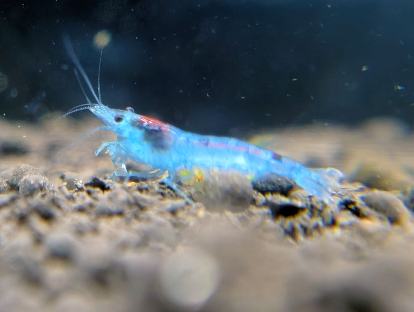 Blue Jelly Shrimp | Bring Your Aquatic Dreams to Life