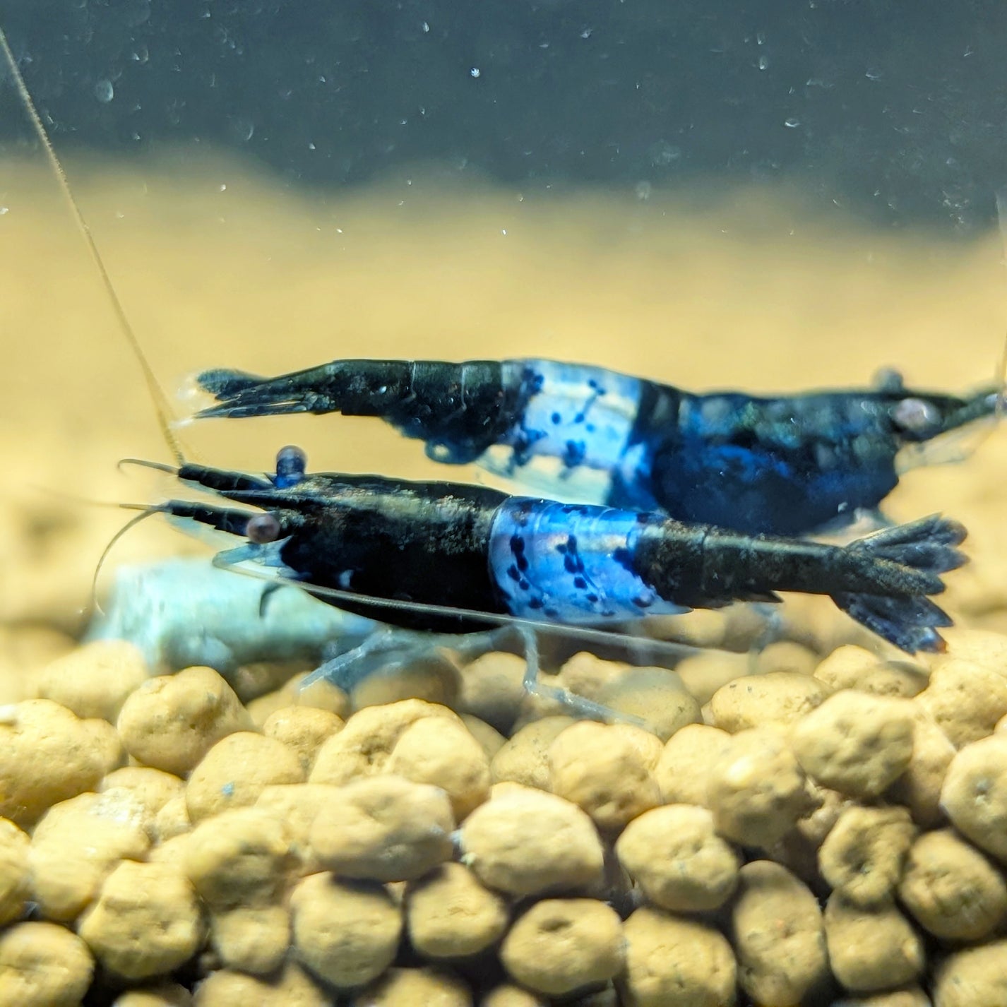 Blue Rili Shrimp | Neocaridina Shrimp | Shrimpy Business