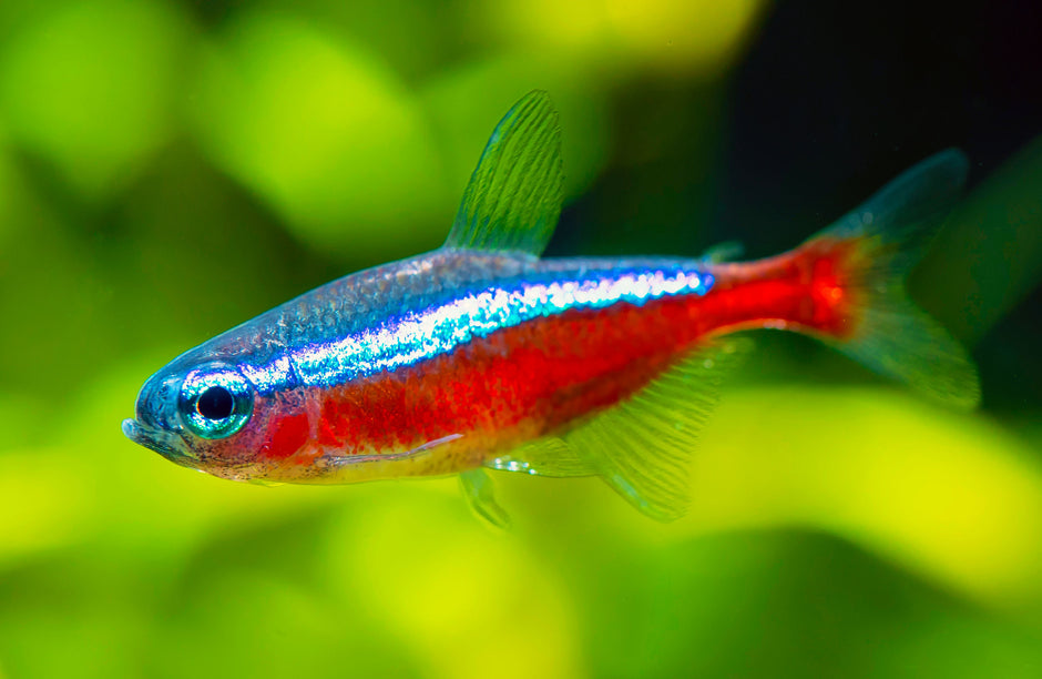 Tetras for Sale | Colorful, Tank-Bred & Community-Friendly Fish