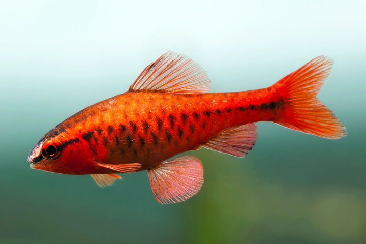 Nano Fish | Shop for Unique Nano Fish | Shrimpy Business