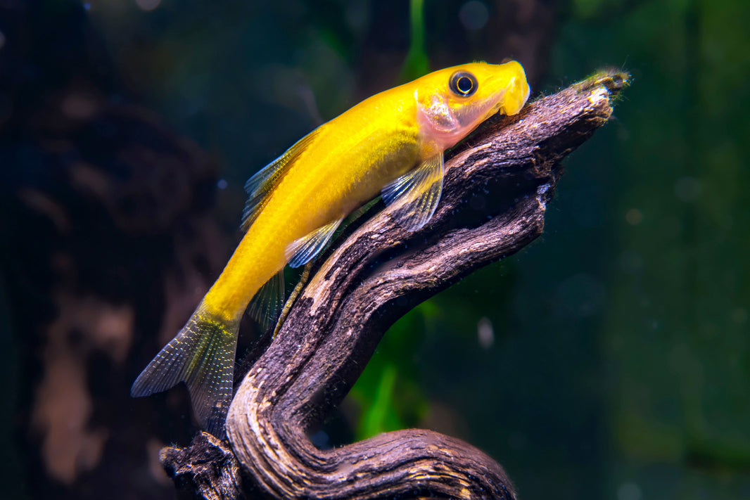 Algae Clean-Up Crew