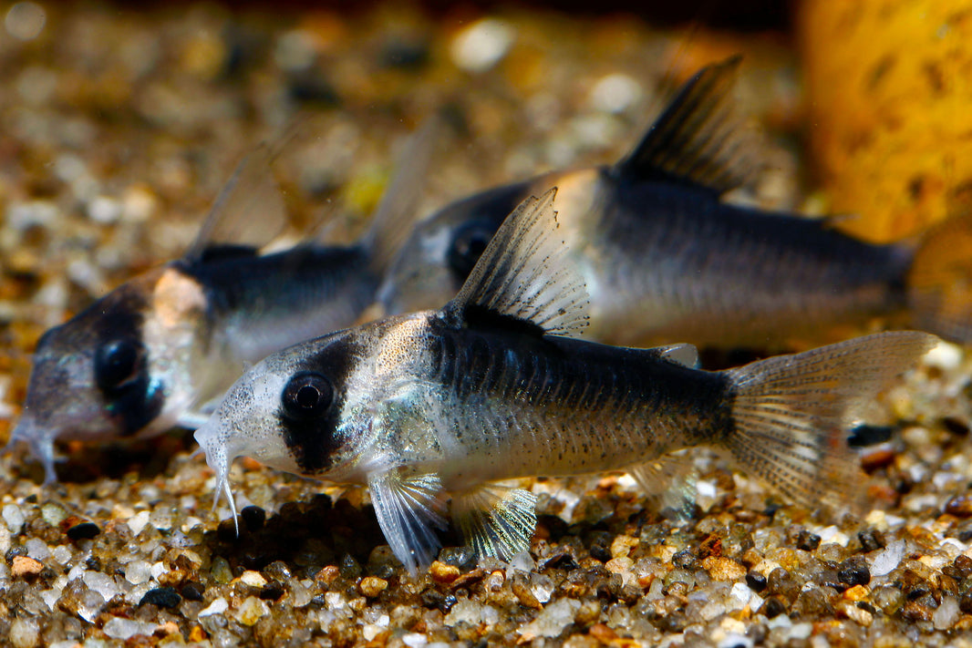 Corydoras