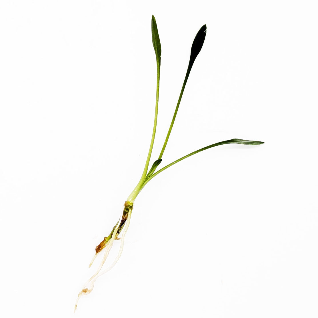 Plant Bogo Deals | Freshwater Invertebrates | Shrimpy Business