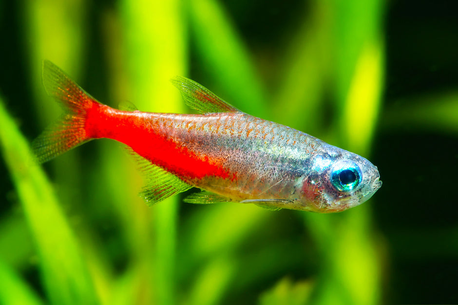 Tetras for Sale | Colorful, Tank-Bred & Community-Friendly Fish