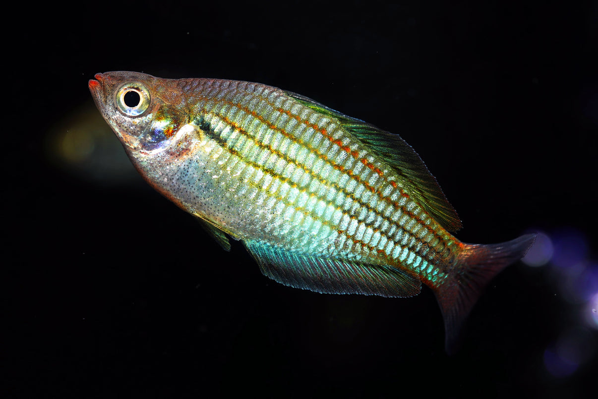 Dwarf Rainbowfish | Colorful Swimmer | Shrimpy Business