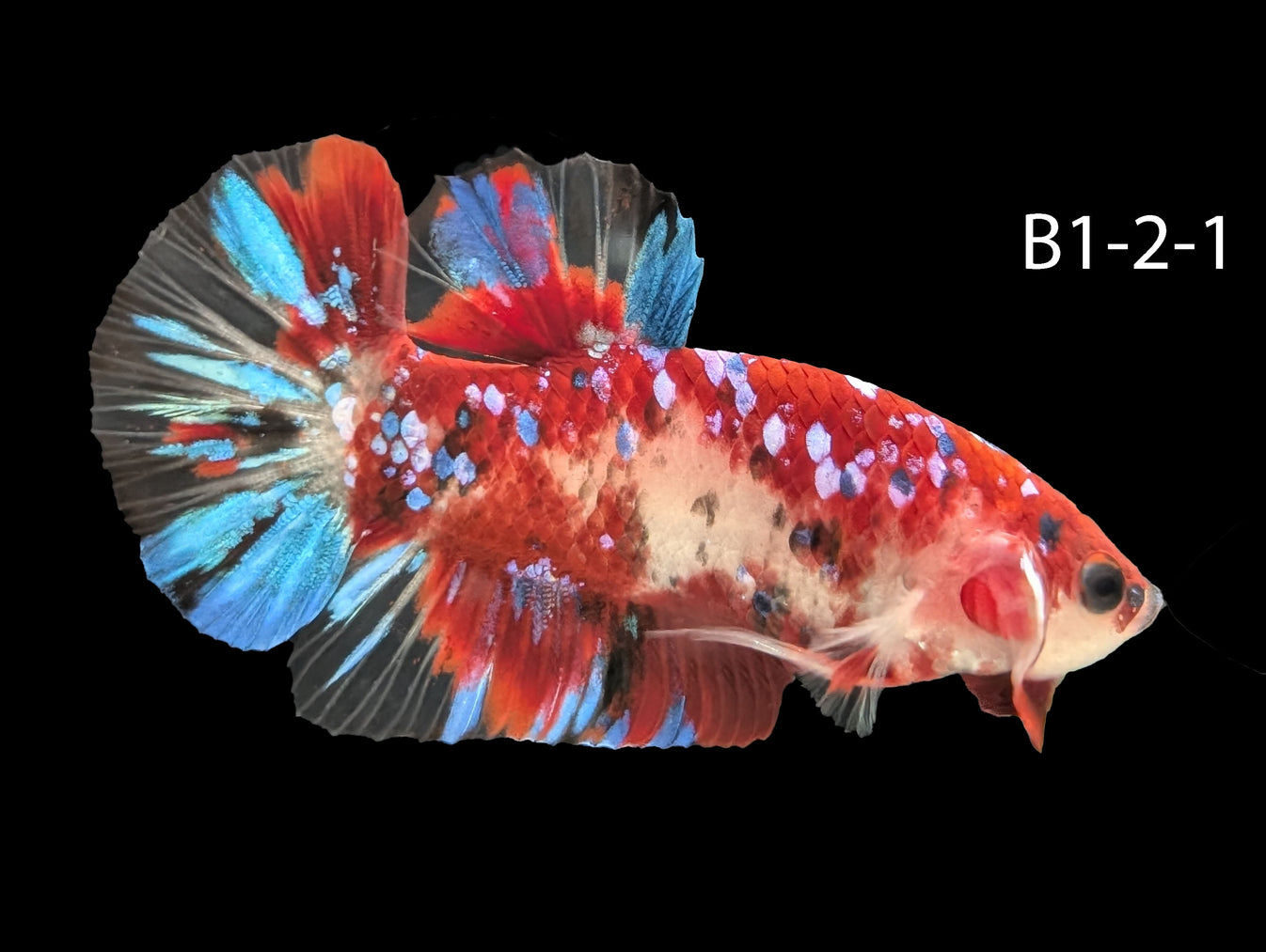 Galaxy Koi Halfmoon Plakat Betta | Nano FIsh | Shrimpy Business