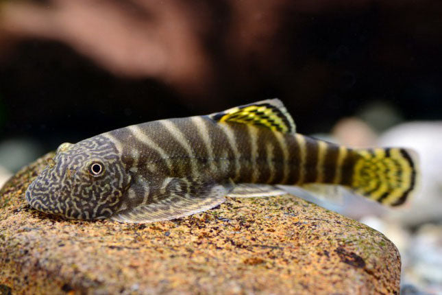 Yellow Finned Hillstream Loach | Nano FIsh | Shrimpy Business