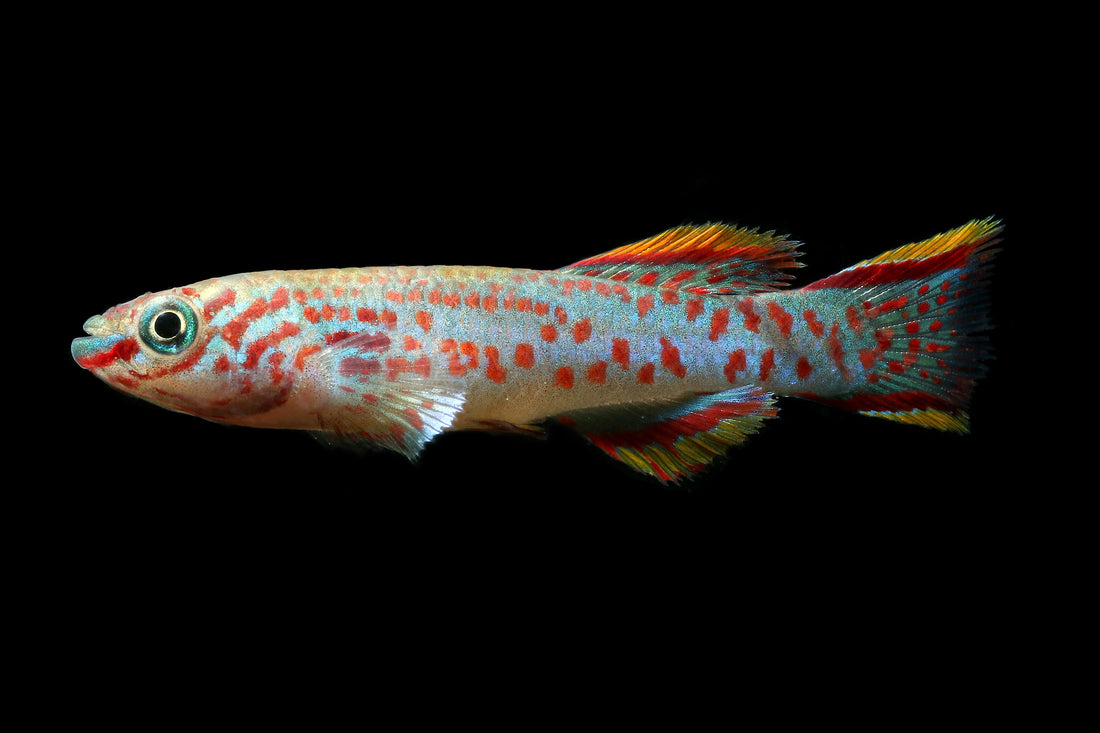 Gold Gardneri Killifish | Nano Fish | Shrimpy Business