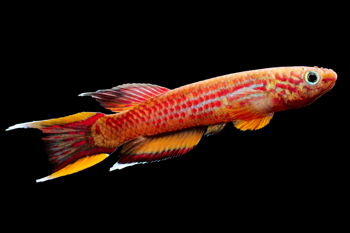 Gold Lyretail Panchax | Nano Fish | Shrimpy Business
