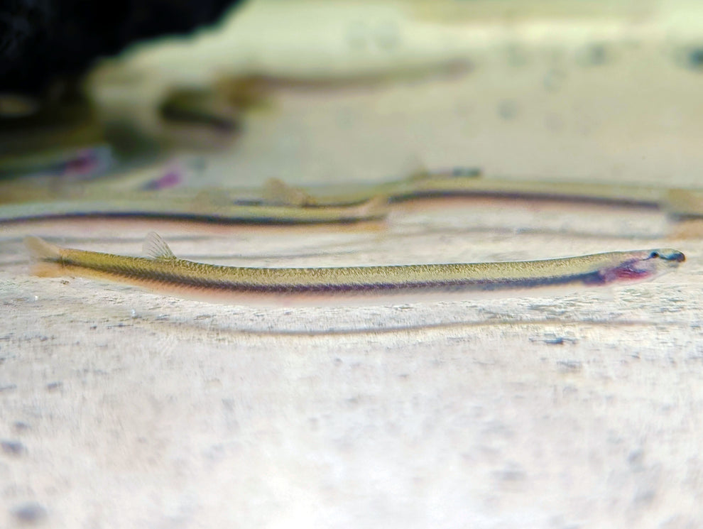Golden Kuhli Loach | Nano Fish | Shrimpy Business