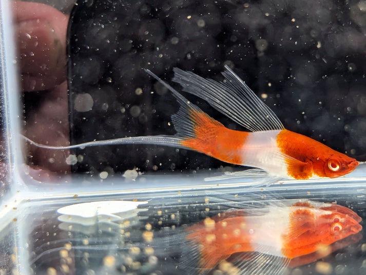 Grade A Kohaku Lyretail Swordtails | Nano FIsh | Shrimpy Business