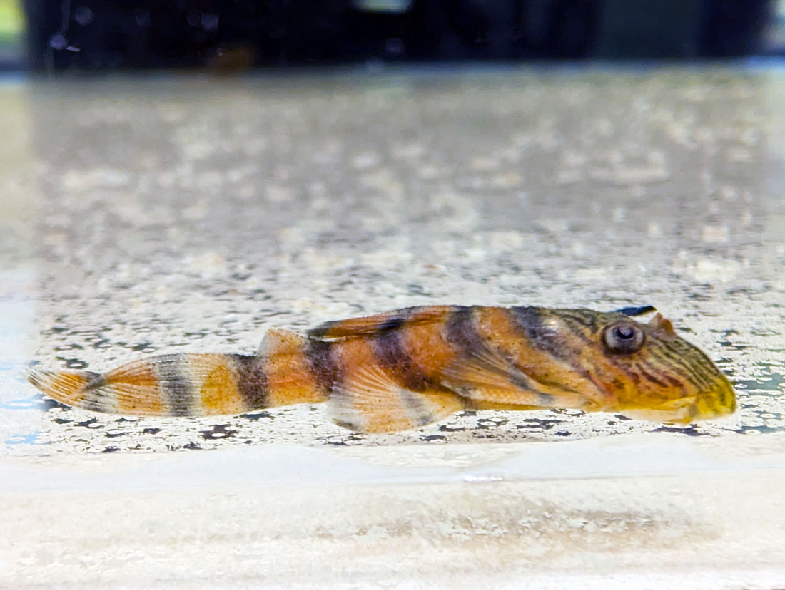 L397 Alenquer Tiger Pleco - Tank Bred | Nano FIsh | Shrimpy Business