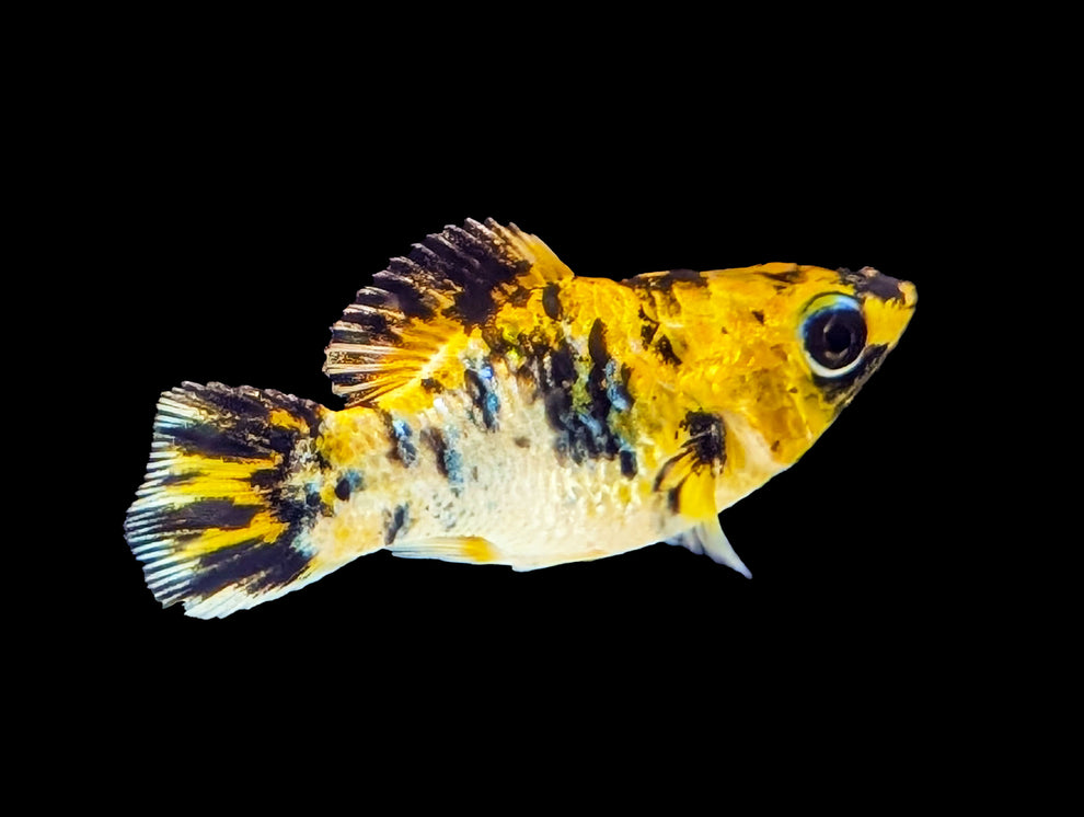 Grade A Lemon Head Leopard Molly | Nano FIsh | Shrimpy Business