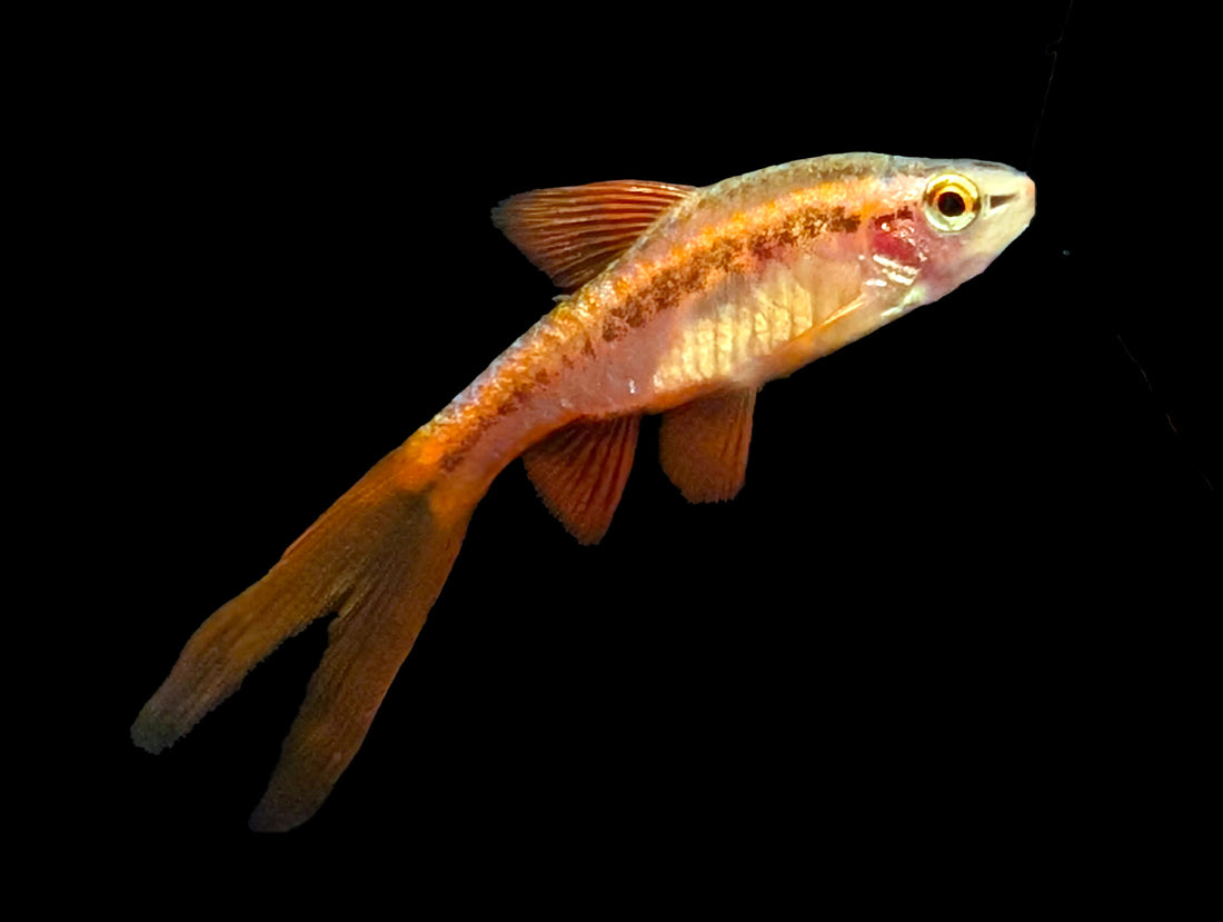 Longfin Cherry Barb | Nano Fish | Shrimpy Business