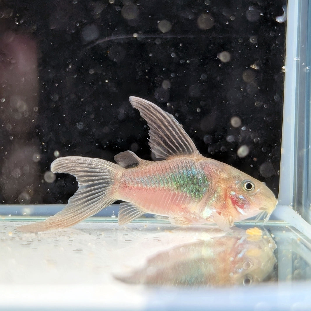 Discover Corydoras | Cute, Clean-Up Crew with Big Personality