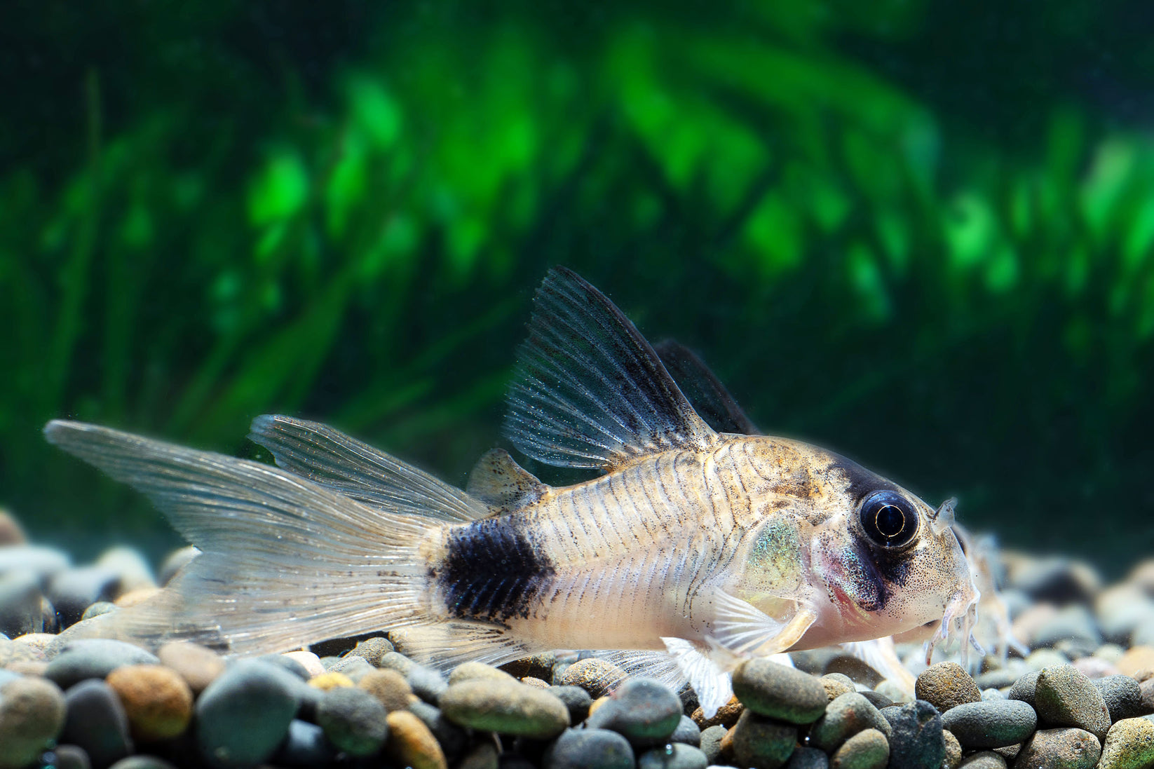 Longfin Panda Corydoras | Nano FIsh | Shrimpy Business