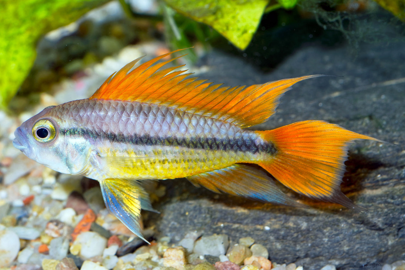MEGA Orange Dwarf Cichlid | Apistogramma cacatuoide | Shrimpy Business