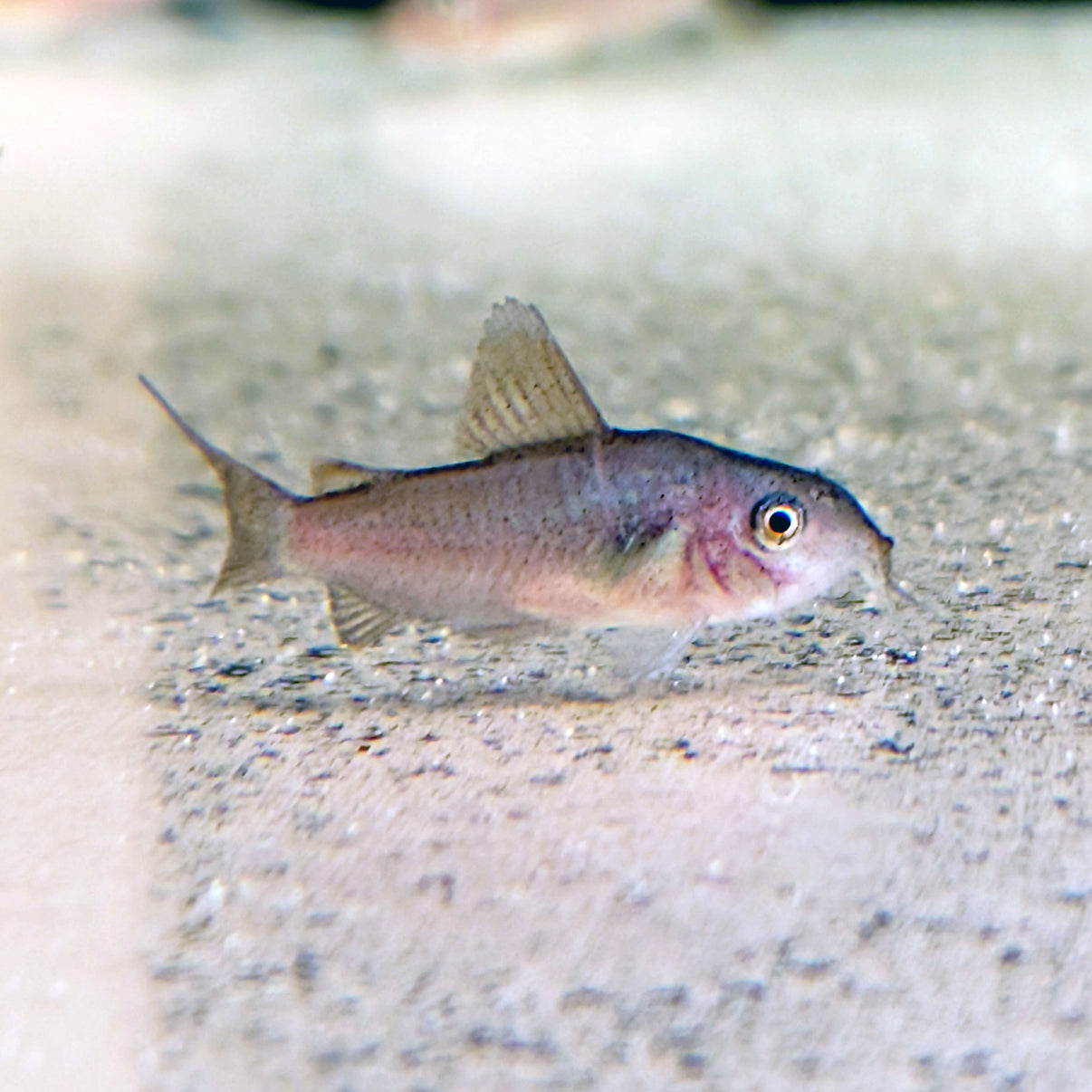 Pantanal Corydoras | Nano Fish | Shrimpy Business