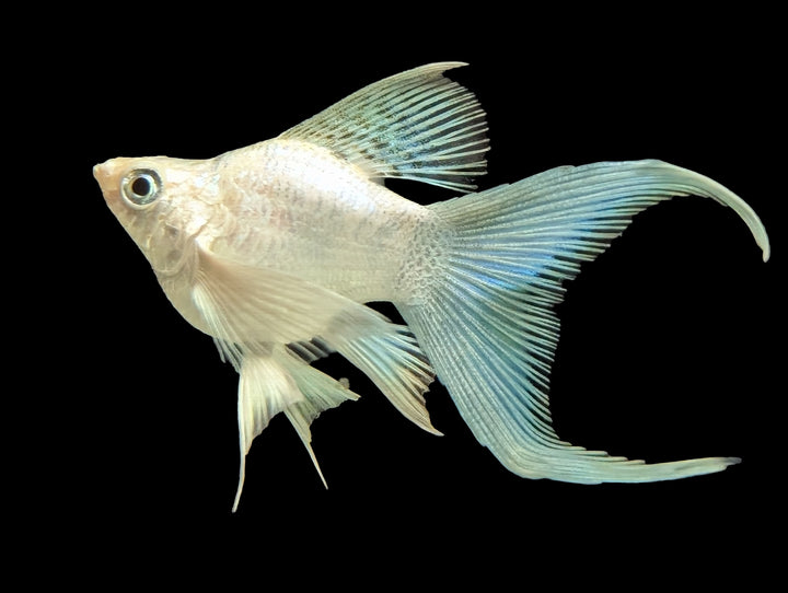 Livebearers