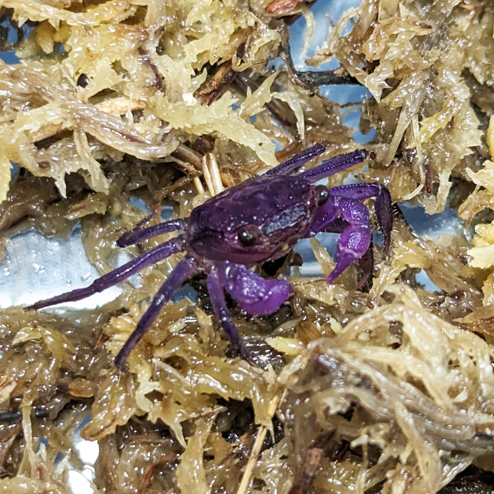 Purple Vampire Crab | Explore These Fun Creatures