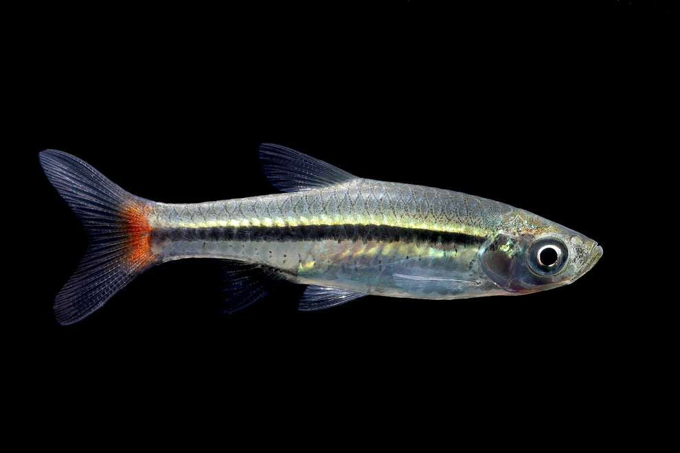Red Tail Rasbora | Nano FIsh | Shrimpy Business