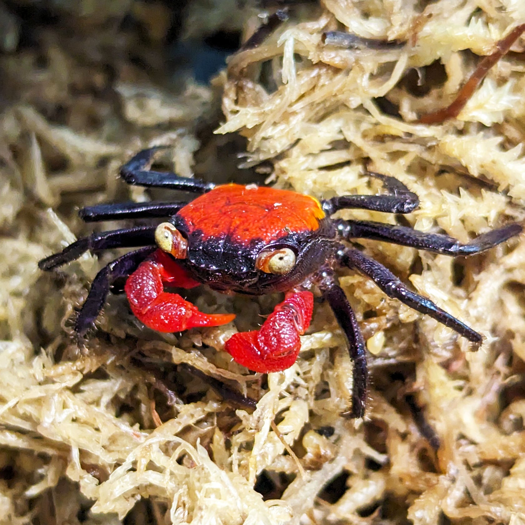 Red Devil Vampire Crabs | Explore These Fun Creatures