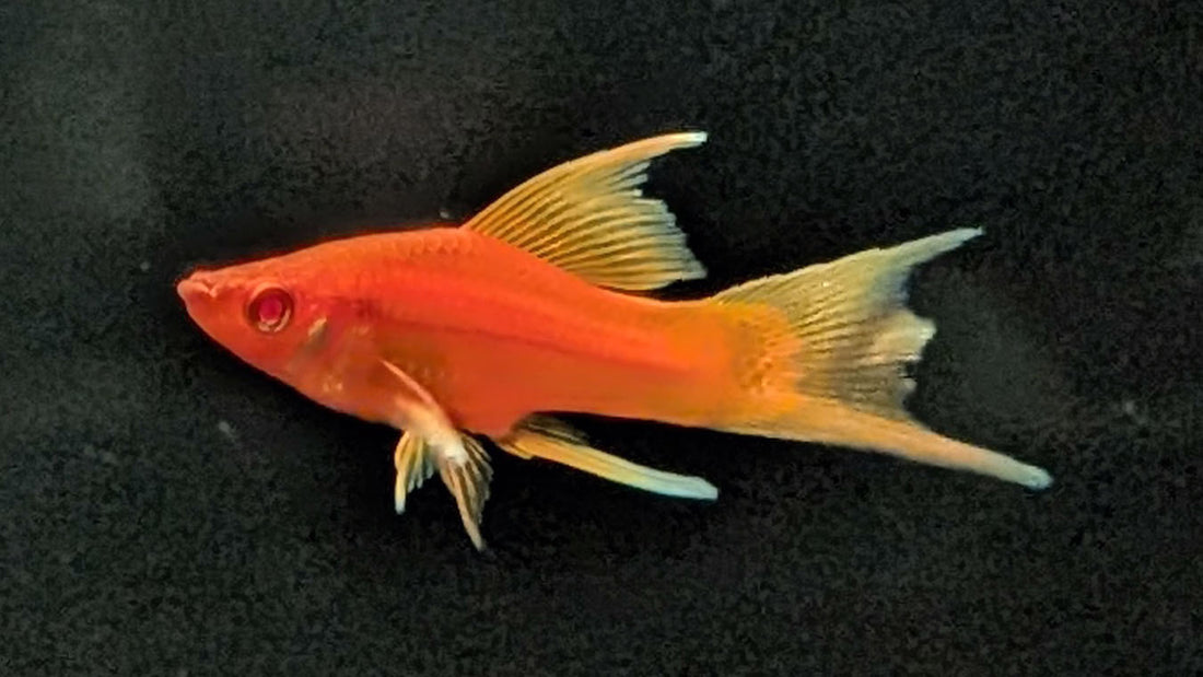 Red Lyretail Swordtail | Nano FIsh | Shrimpy Business