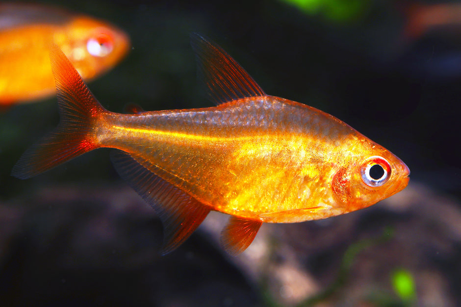 Tetras for Sale | Colorful, Tank-Bred & Community-Friendly Fish