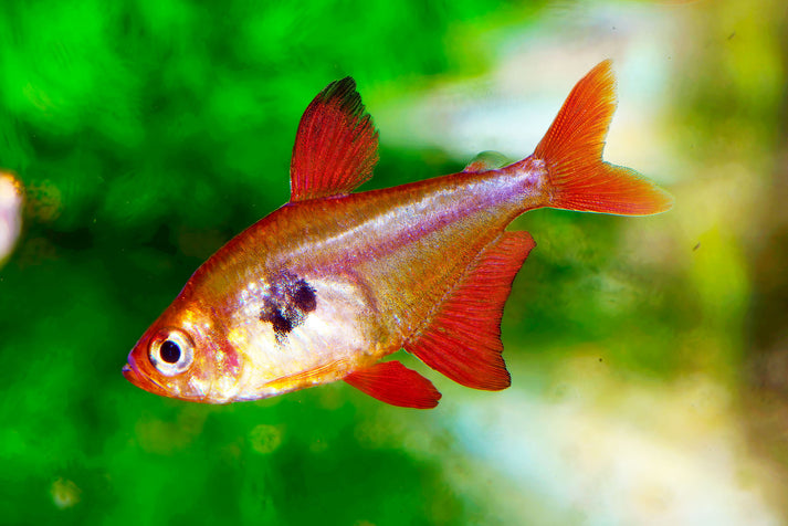 Red Phantom Tetra Tetra | Nano Fish | Shrimpy Business