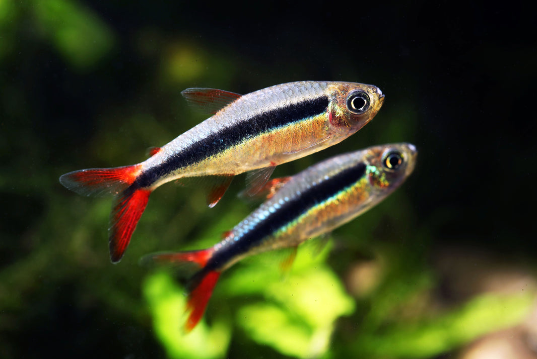 Tetras for Sale | Colorful, Tank-Bred & Community-Friendly Fish