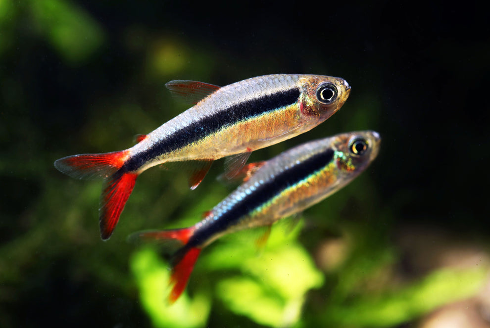 Red Tail Penguin Tetra | Nano Fish | Shrimpy Business