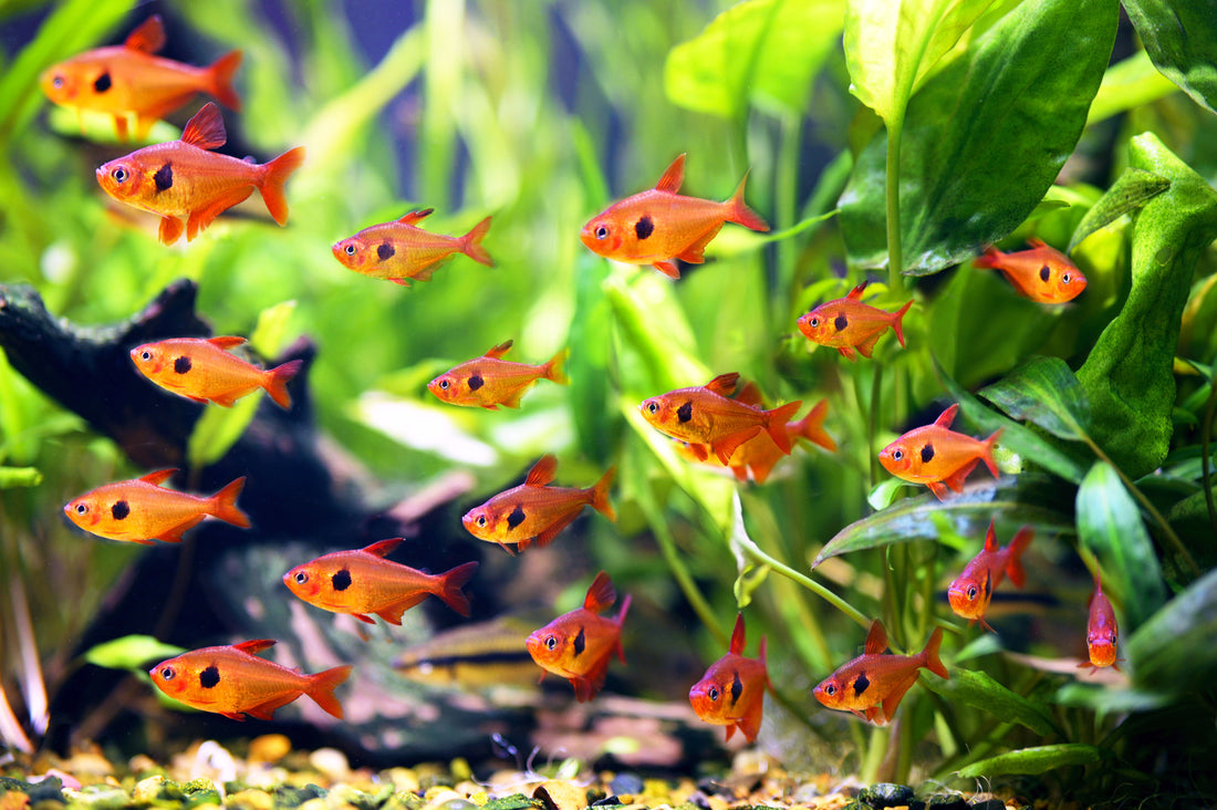 Red Phantom Tetra Tetra | Nano Fish | Shrimpy Business