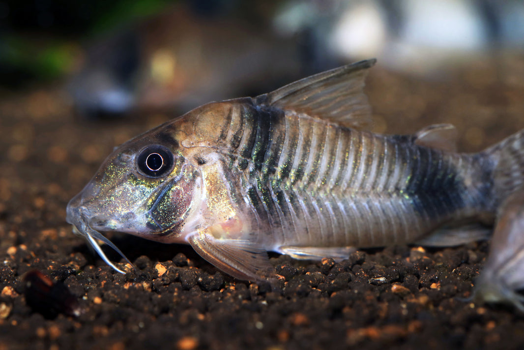 Discover Corydoras | Cute, Clean-Up Crew with Big Personality