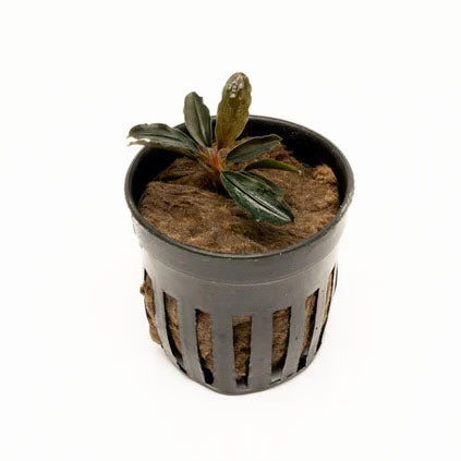 Bucephalandra Red Mini | Aquarium Plants | Shrimpy Business