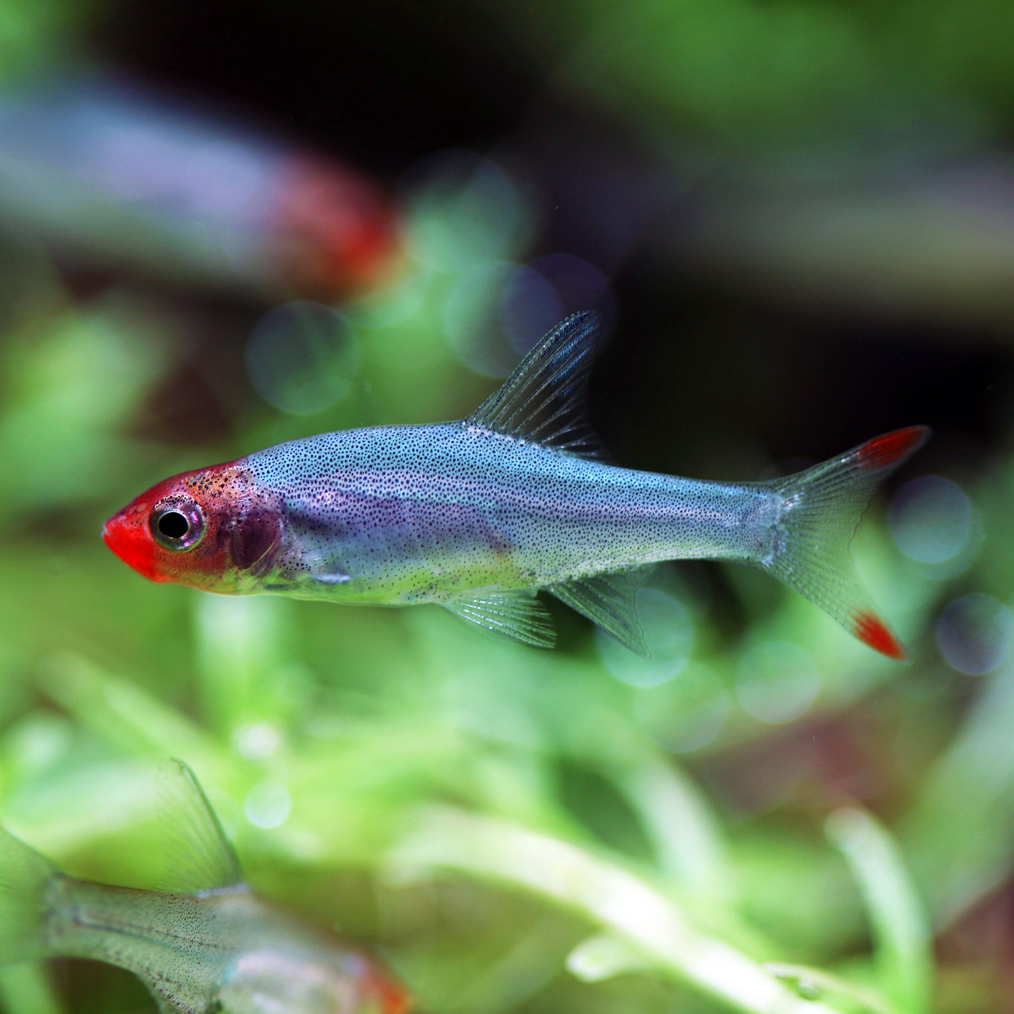Rummynose Rasbora | Nano FIsh | Shrimpy Business