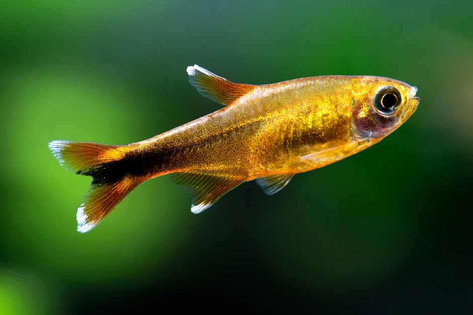 Tetras for Sale | Colorful, Tank-Bred & Community-Friendly Fish