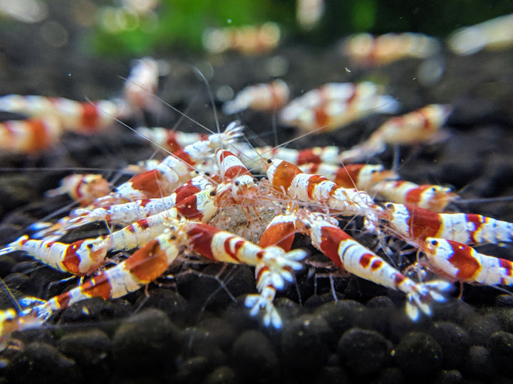 Caridina Shrimp | Add Color to Your Aquarium