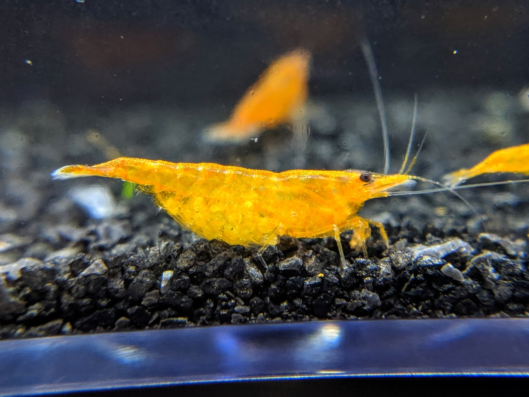 Neocaridina Shrimp | Dive Into a World of Color