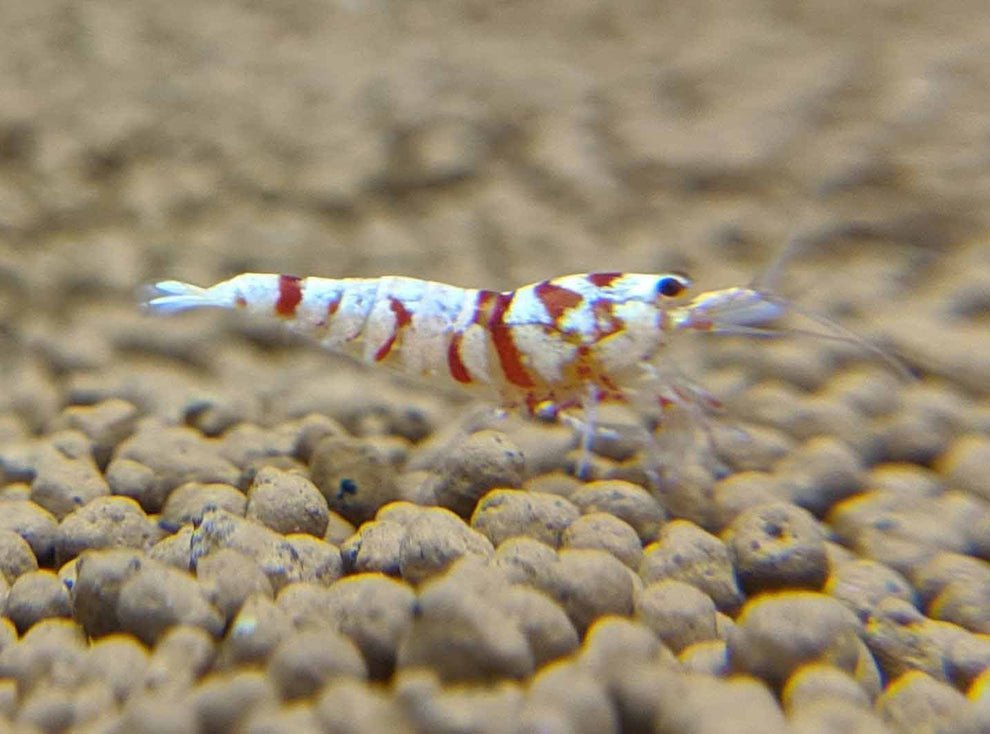 Red Fancy Tiger Shrimp | Caridina Shrimp | Shrimpy Business