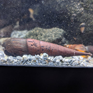 Freshwater Snails | Snails For Sale | Shrimpy Business