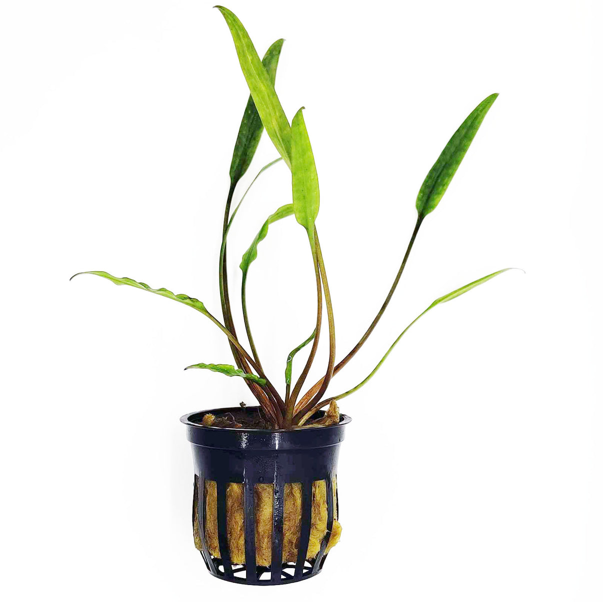 Cryptocoryne Lucens | Aquarium Plants | Shrimpy Business